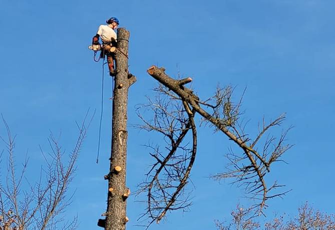 Élagueur Haute-Garonne (31) | Élagage & Abattage d'Arbres